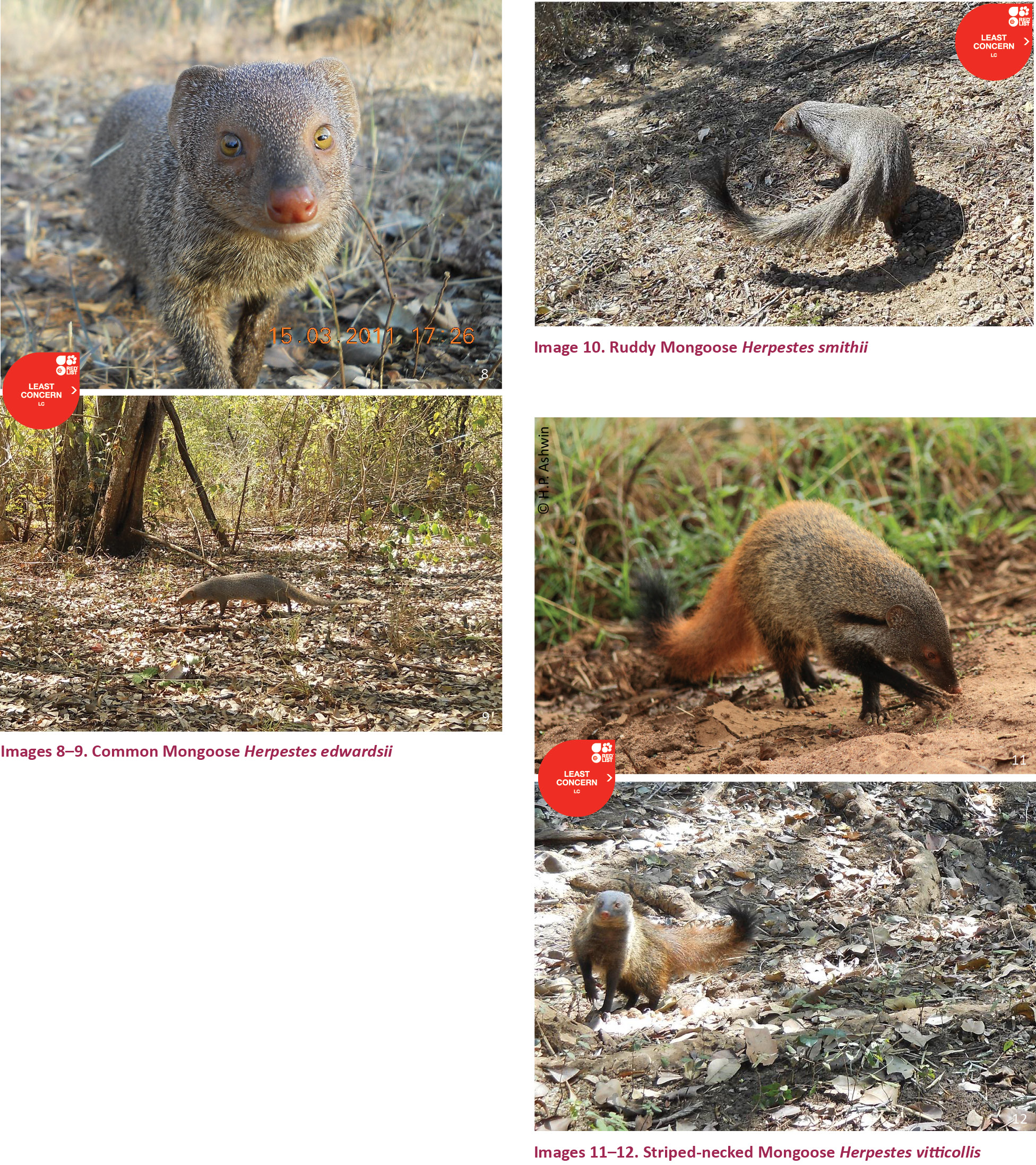 Small carnivores of Biligiri Rangaswamy Temple Tiger Reserve, Karnataka ...