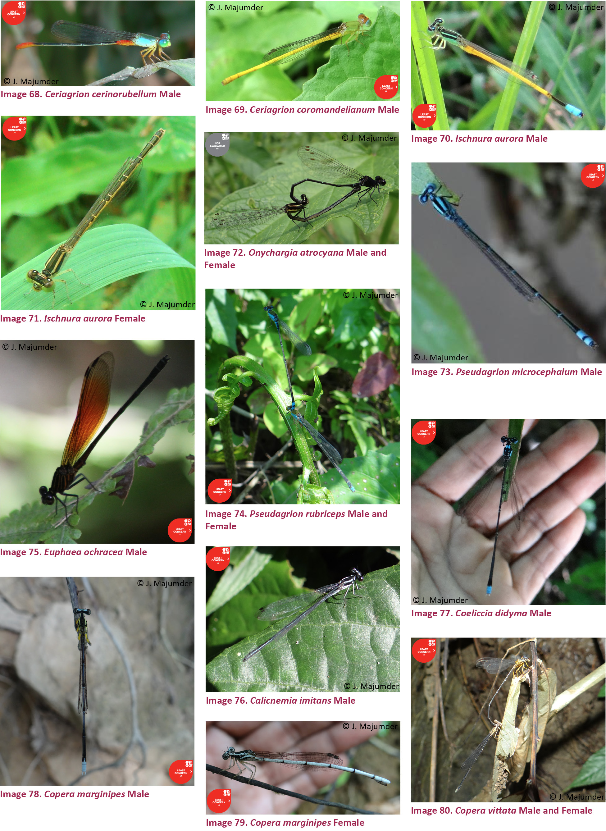 View of Dragonflies and damselflies (Insecta: Odonata) of Tripura ...
