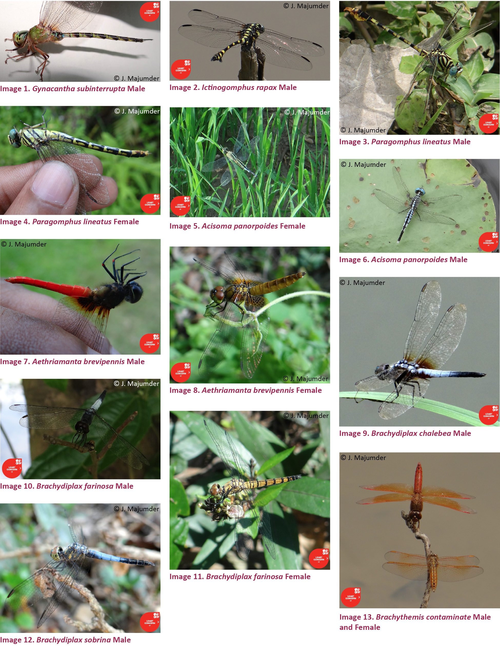 View of Dragonflies and damselflies (Insecta: Odonata) of Tripura ...