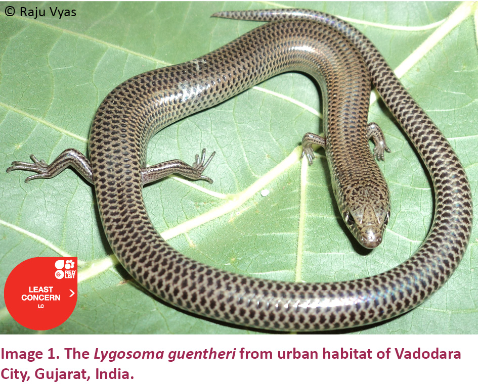 View of Notes and comments on the distribution of two endemic Lygosoma ...